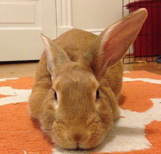 The Great Midwestern House Rabbit